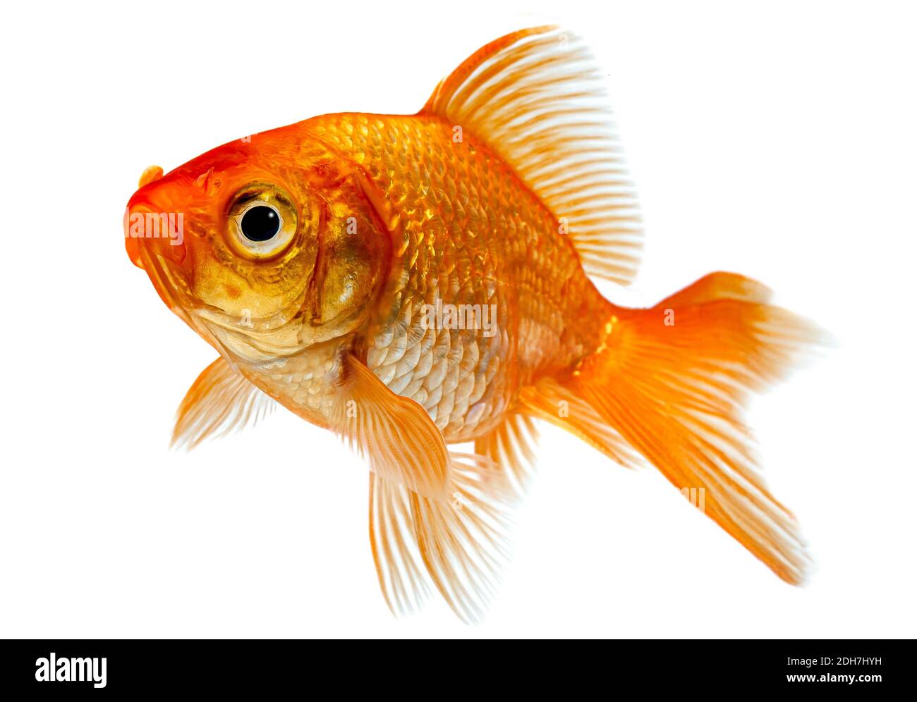 Goldfish in front of a white background Stock Photo - Alamy