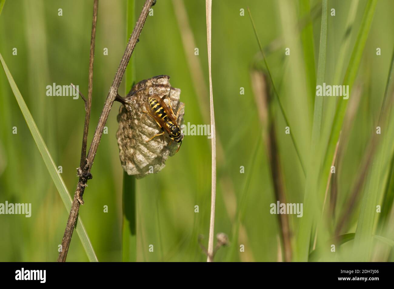 European paper wasp Stock Photo - Alamy