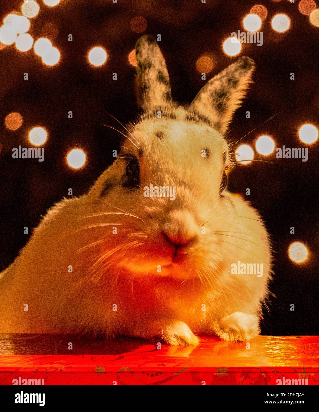 Cute pet rabbit sniffing at Christmas present Stock Photo - Alamy