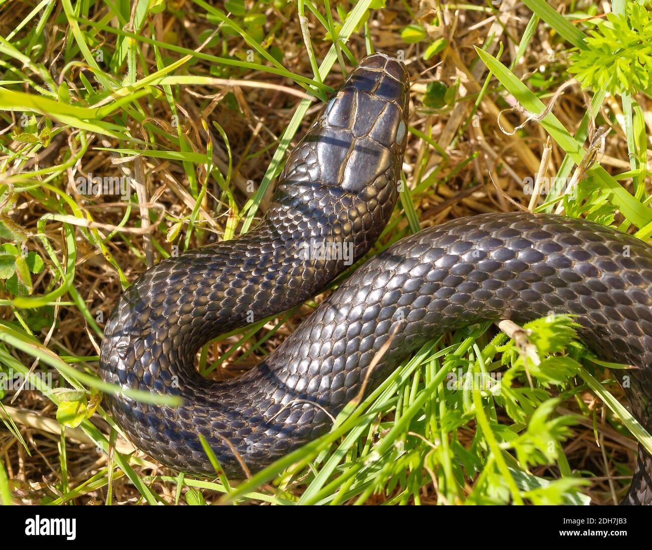 western whip snake, Hierophis viridiflavus, Coluber viridiflavus Stock ...