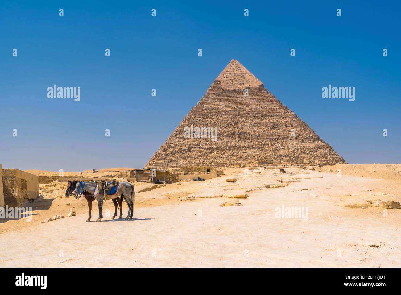 A small donkey resting next to the pyramid of Khafre, Cairo, Egypt ...