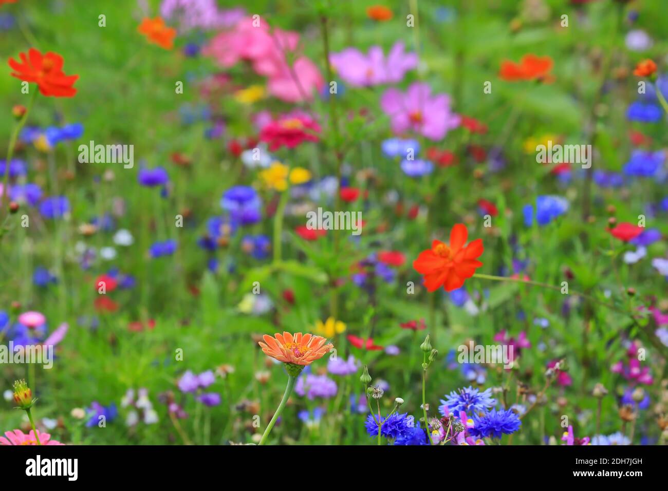 Plants with different blossom color hi-res stock photography and images ...