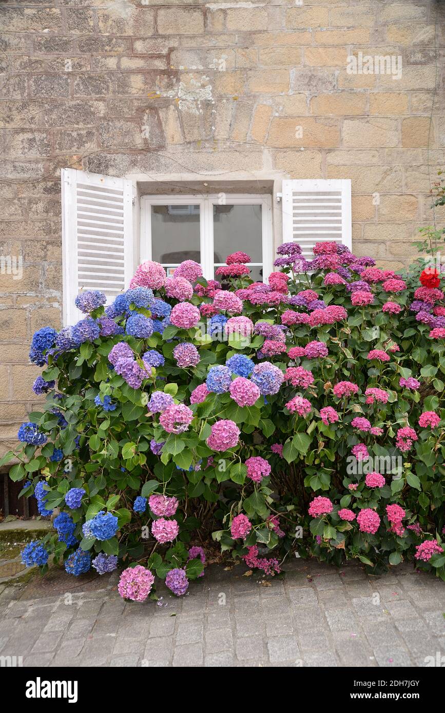 Window with hydrangeas in Brittany Stock Photo - Alamy
