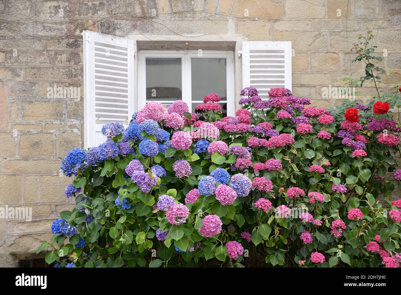 Window with hydrangeas in Brittany Stock Photo - Alamy