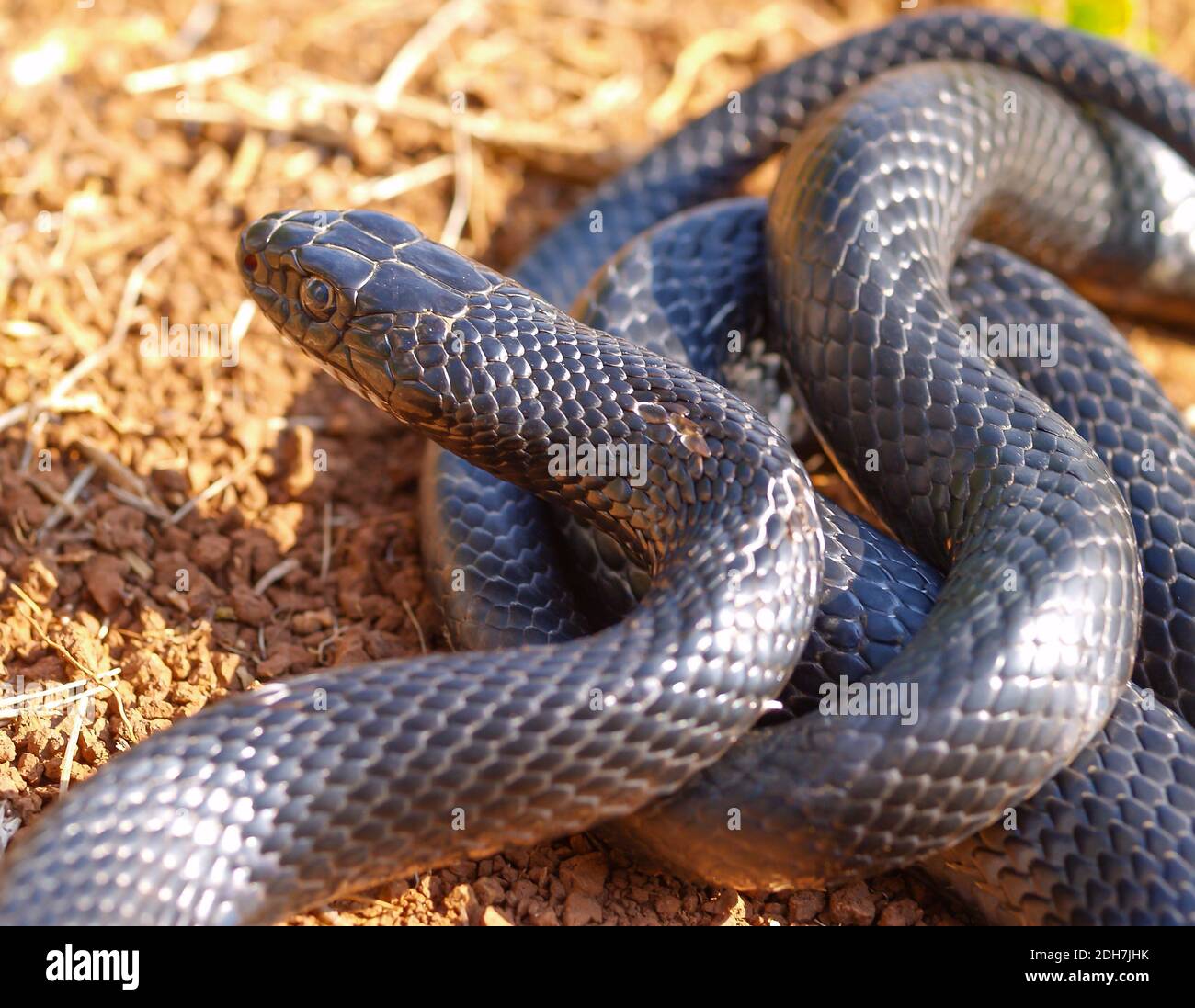 western whip snake, Hierophis viridiflavus, Coluber viridiflavus Stock ...