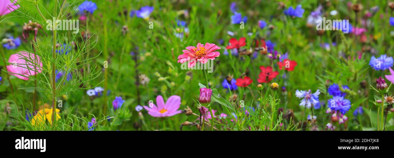 Colorful flower meadow in the primary color green with different wild ...