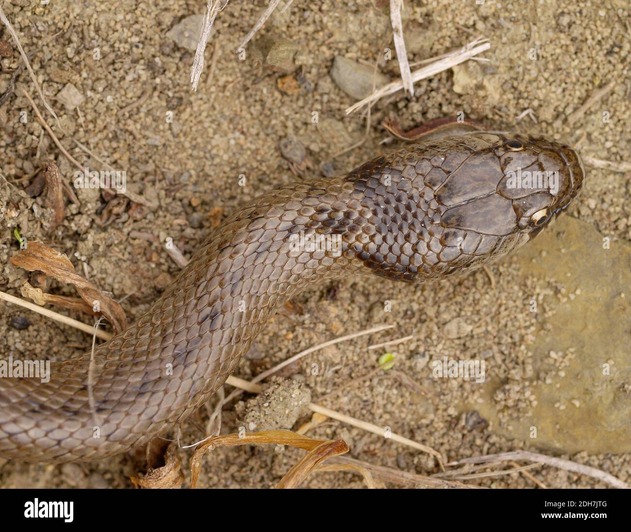 false smooth snake, macroprotodon cucullatus in portugal Stock Photo ...