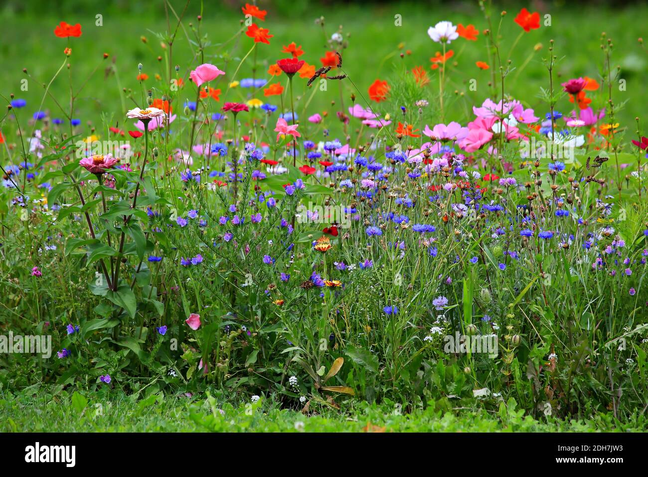 Plants with different blossom color hi-res stock photography and images ...