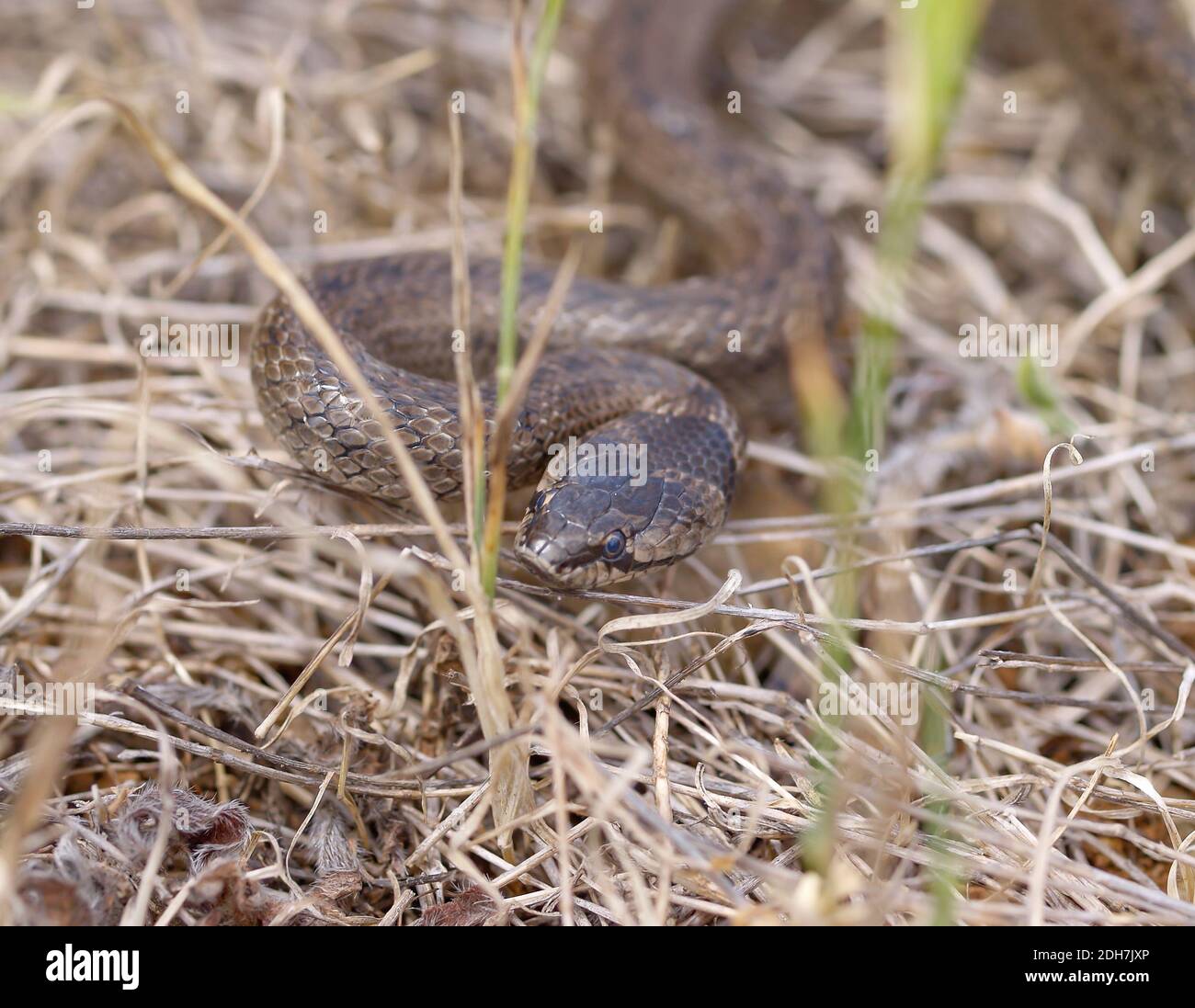 false smooth snake, macroprotodon cucullatus in portugal Stock Photo ...