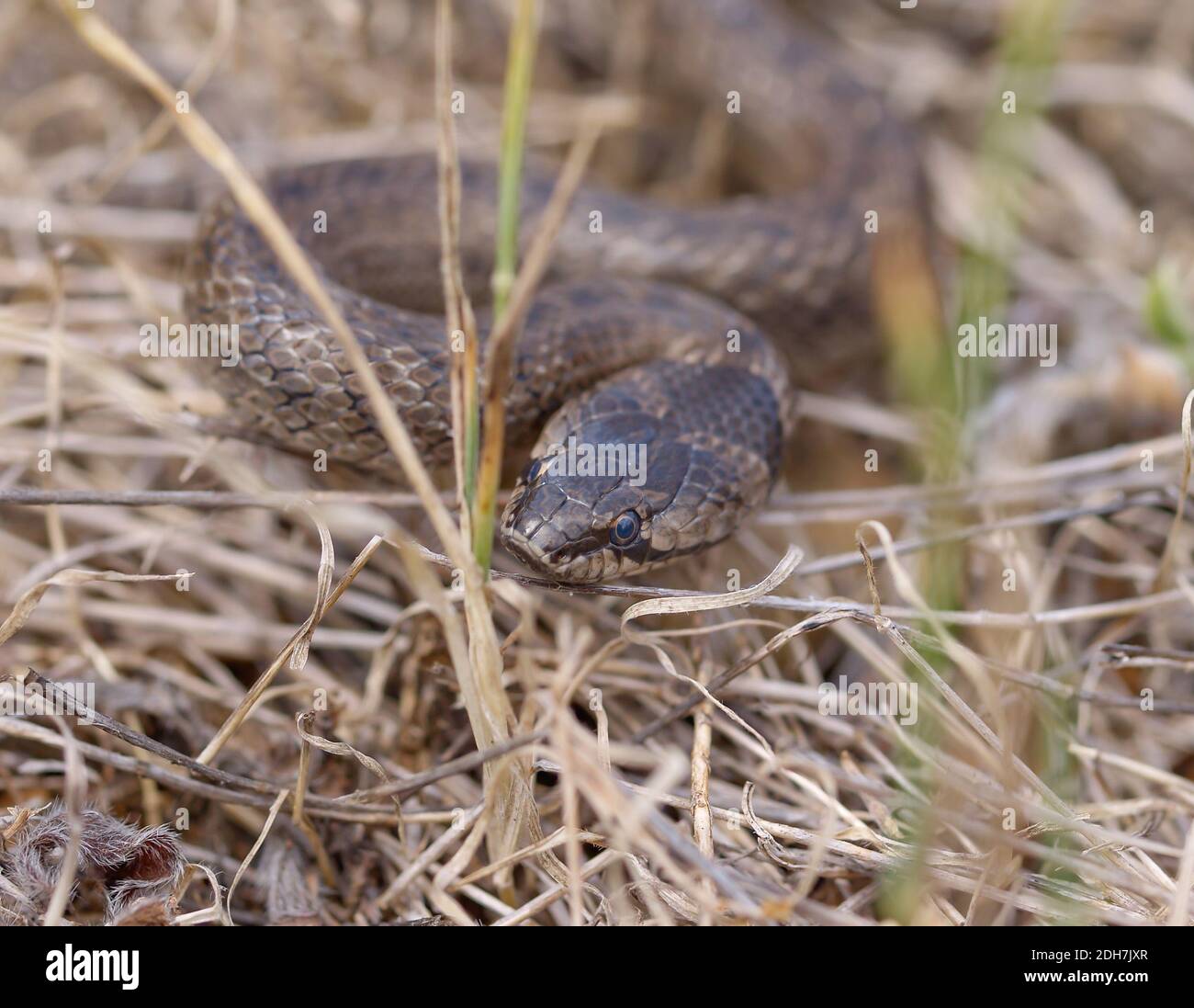 False smooth snake hi-res stock photography and images - Alamy
