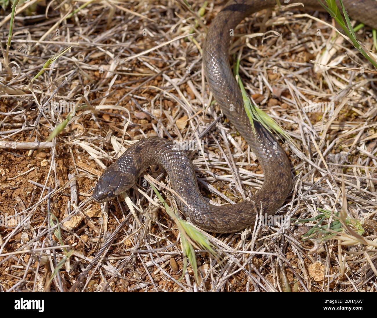 false smooth snake, macroprotodon cucullatus in portugal Stock Photo ...