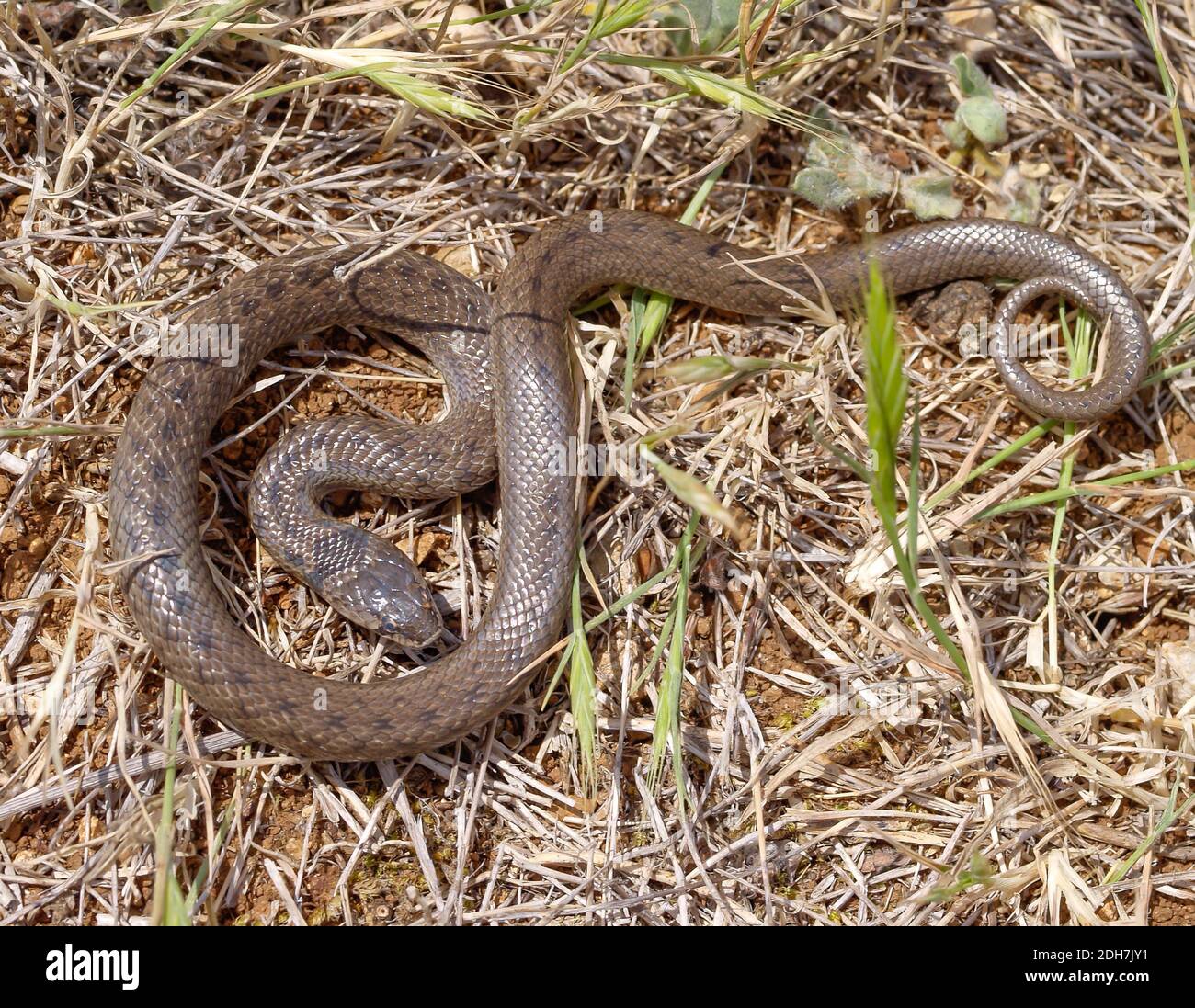 False smooth snake macroprotodon hi-res stock photography and images ...