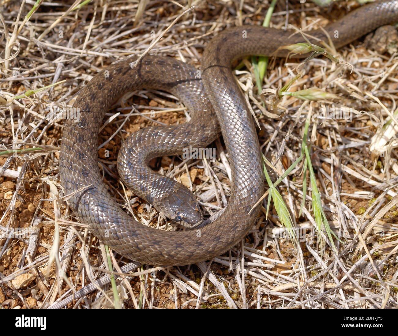 False smooth snake macroprotodon hi-res stock photography and images ...