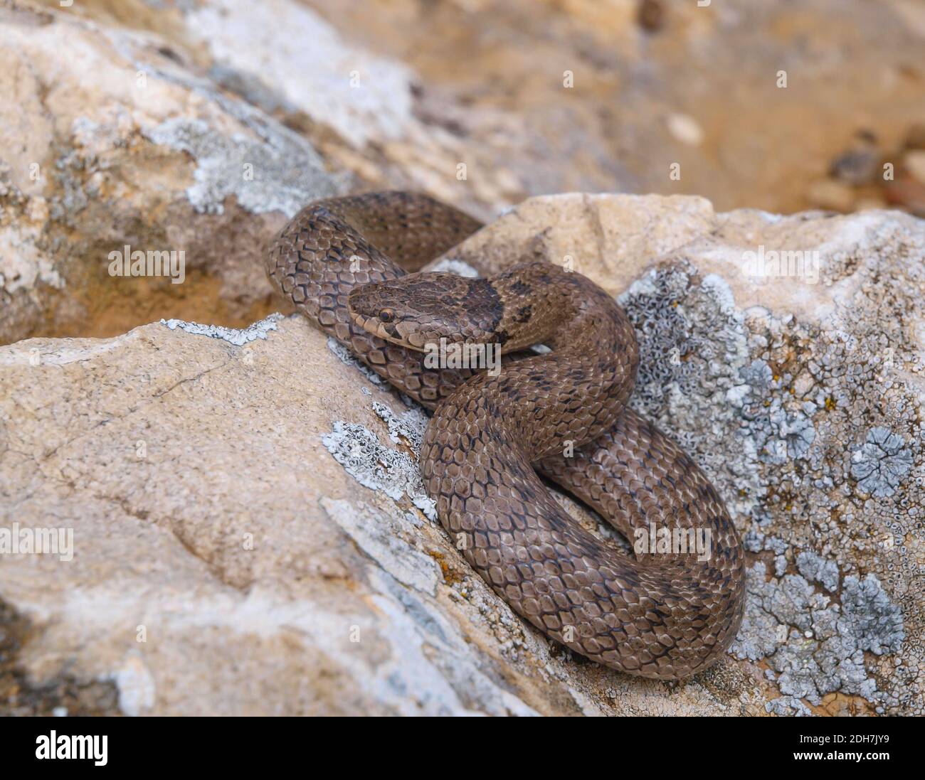 false smooth snake, macroprotodon cucullatus in portugal Stock Photo ...