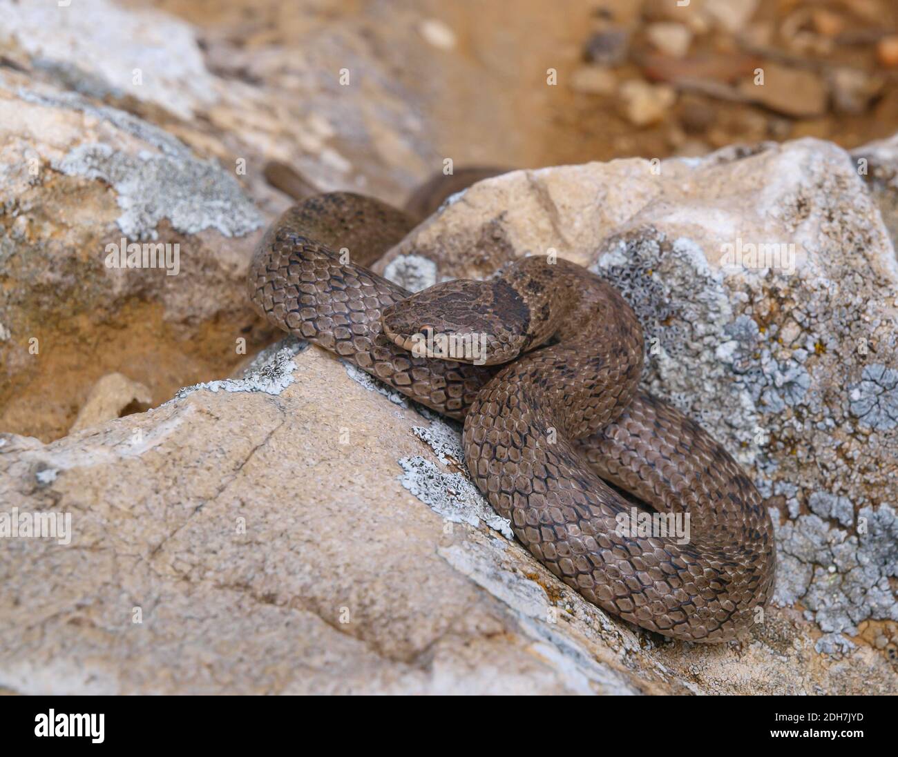 False smooth snake macroprotodon hi-res stock photography and images ...
