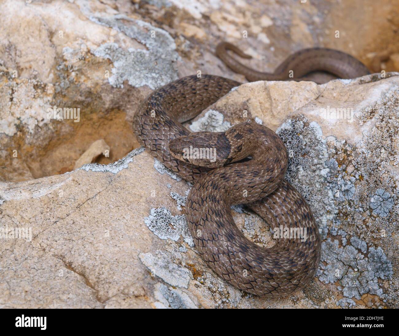 false smooth snake, macroprotodon cucullatus in portugal Stock Photo ...
