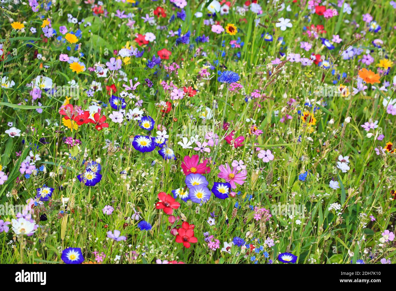 Colorful flower meadow in the primary color green with different wild ...
