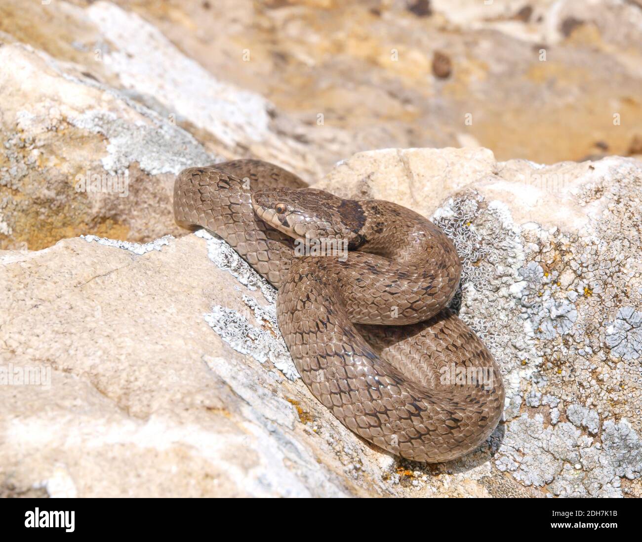 false smooth snake, macroprotodon cucullatus in portugal Stock Photo ...
