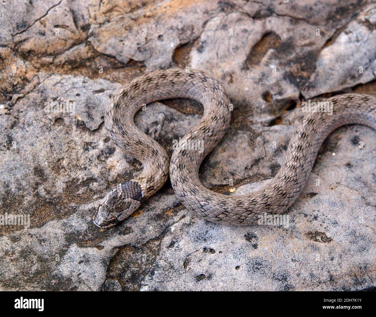False smooth snake macroprotodon hi-res stock photography and images ...