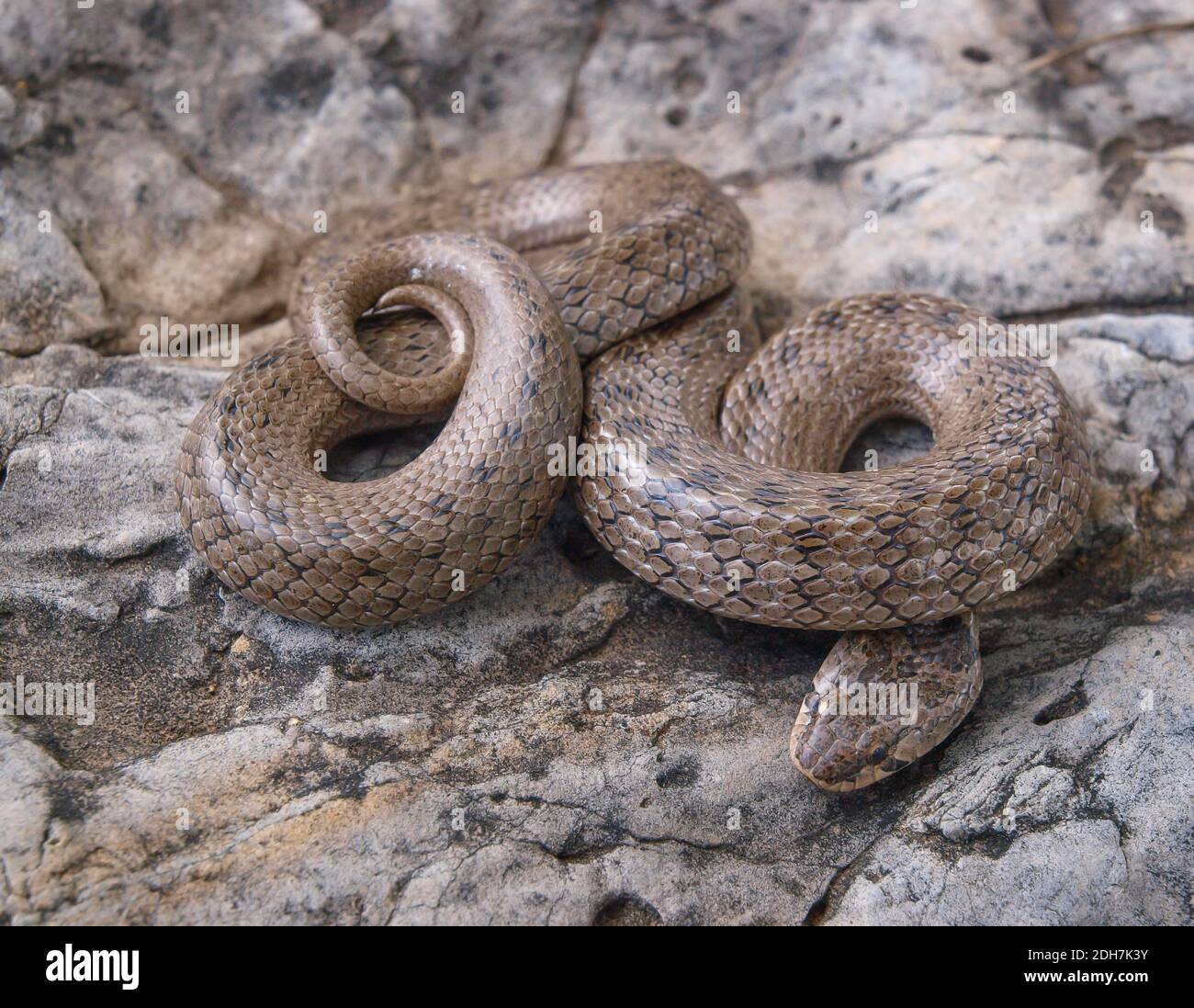 false smooth snake, macroprotodon cucullatus in portugal Stock Photo ...