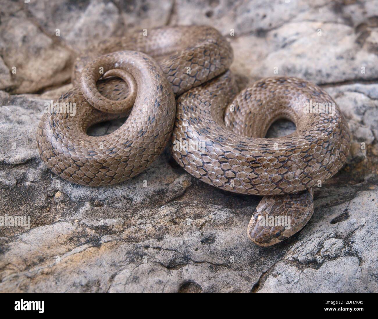 False smooth snake hi-res stock photography and images - Alamy