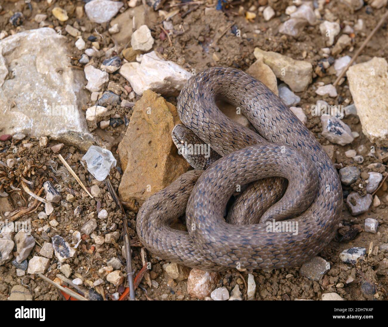 false smooth snake, macroprotodon cucullatus in portugal Stock Photo ...