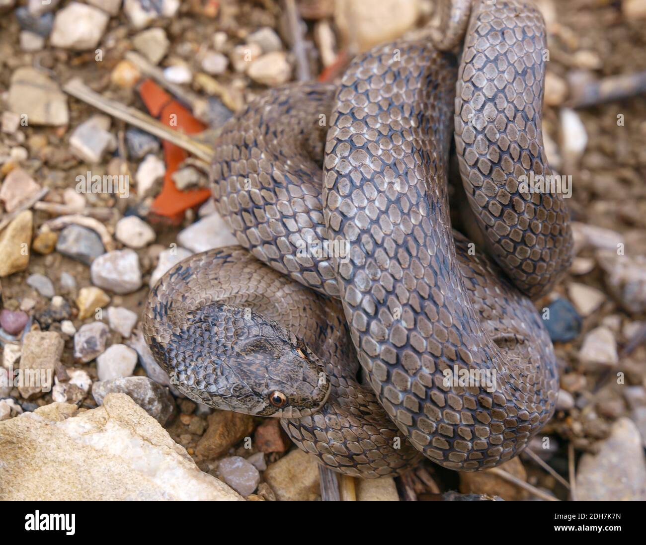 false smooth snake, macroprotodon cucullatus in portugal Stock Photo ...