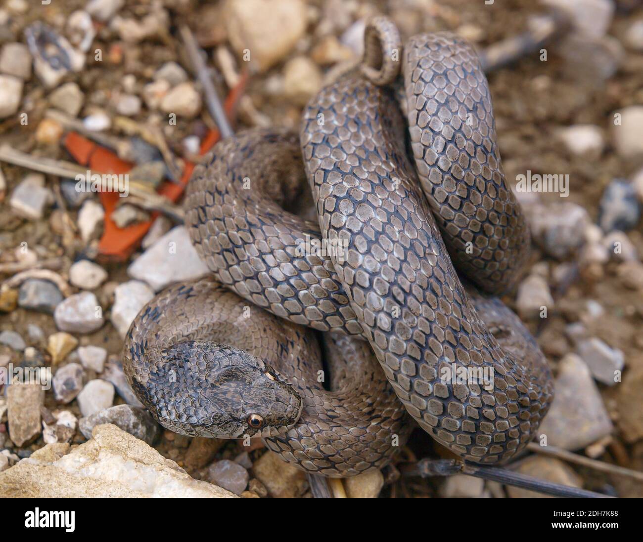 false smooth snake, macroprotodon cucullatus in portugal Stock Photo ...