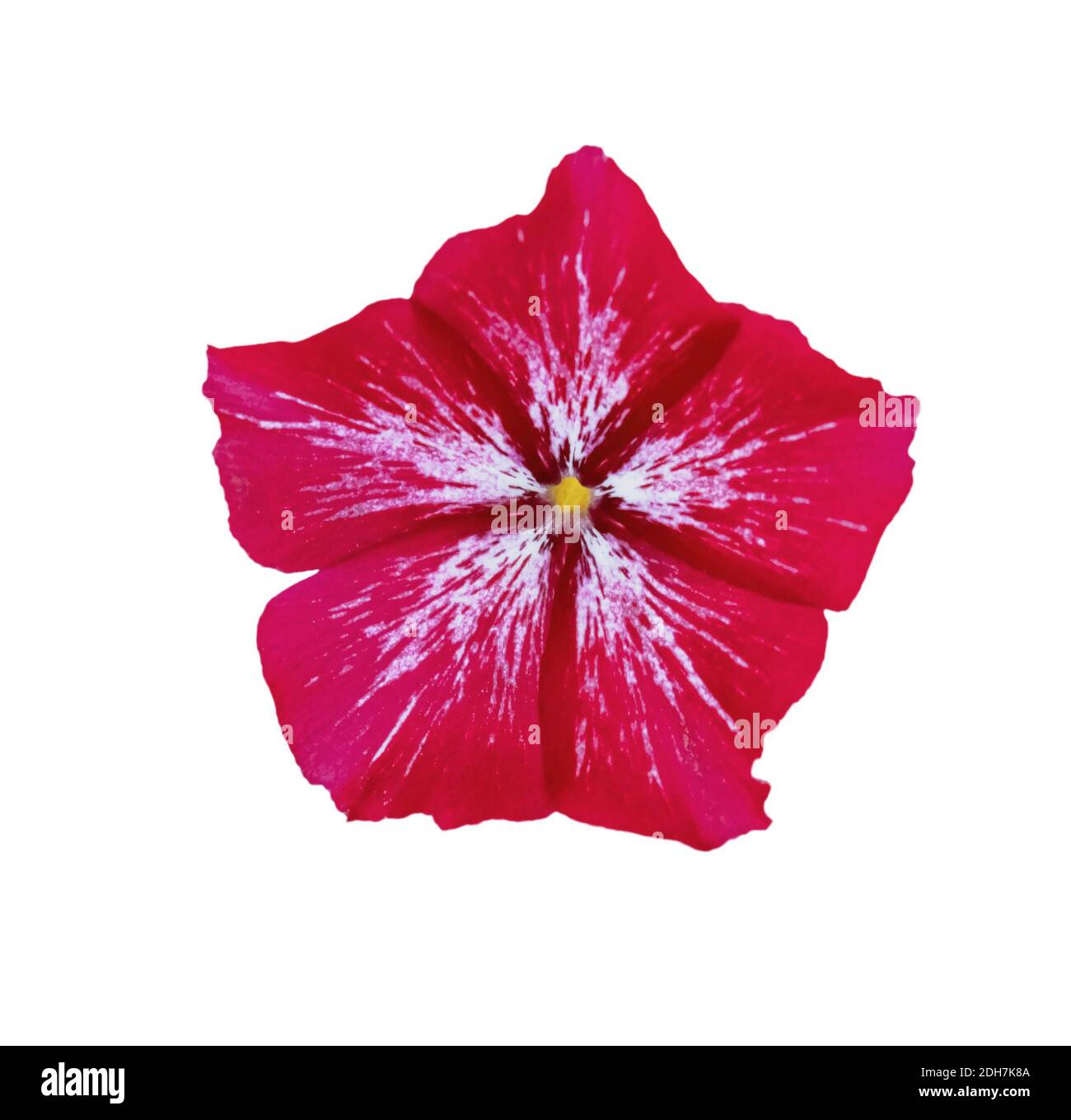 Red flower isolated on white background Stock Photo - Alamy