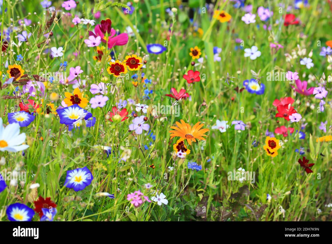 Colorful flower meadow in the primary color green with different wild ...