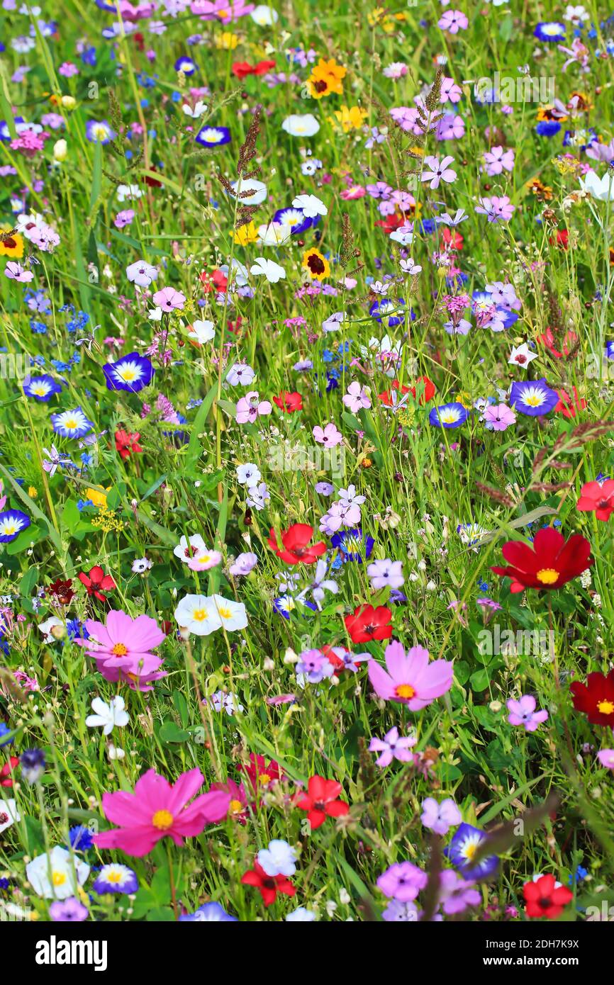 Colorful flower meadow in the primary color green with different wild ...
