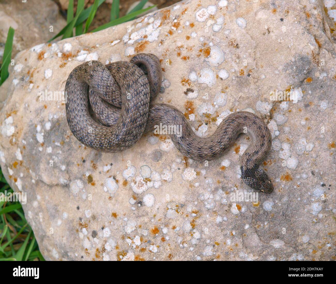 false smooth snake, macroprotodon cucullatus in portugal Stock Photo ...