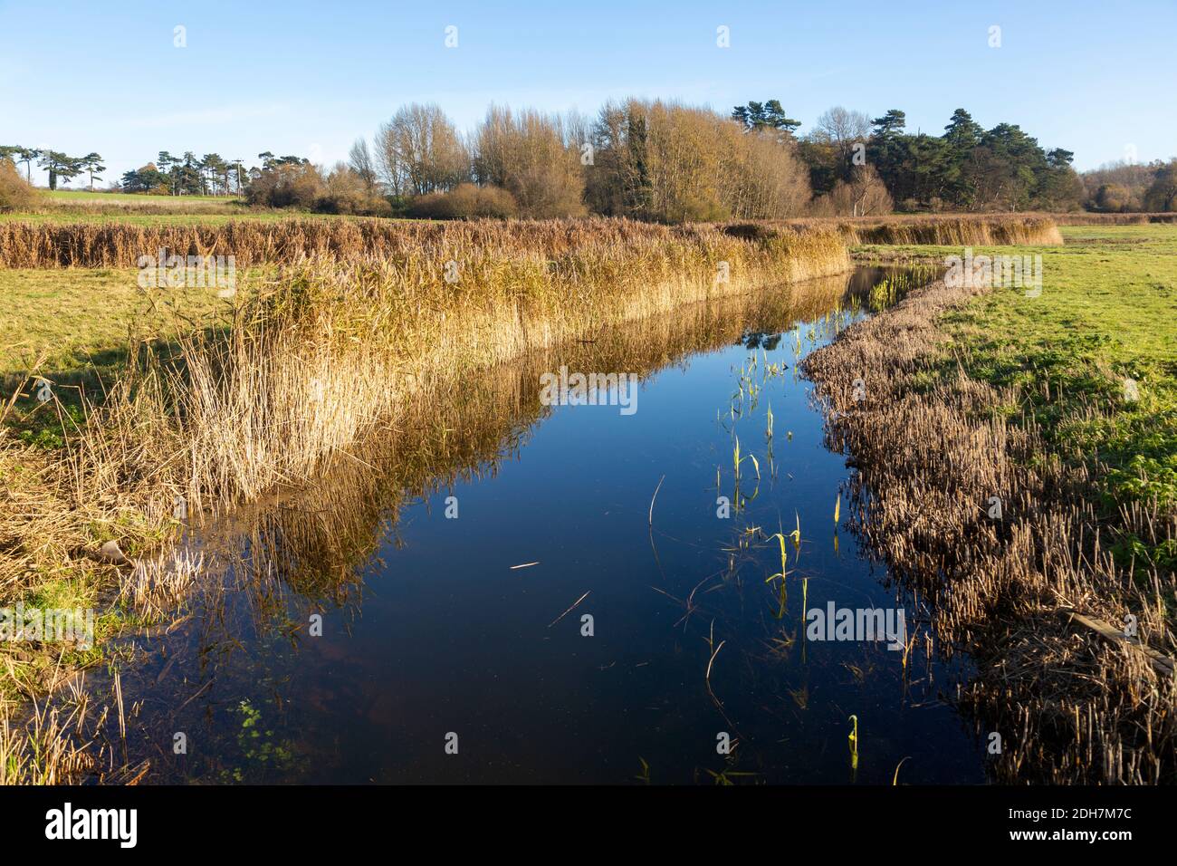 Marshland habitat reeds in drainage ditch, Ramsholt, Suffolk, England ...