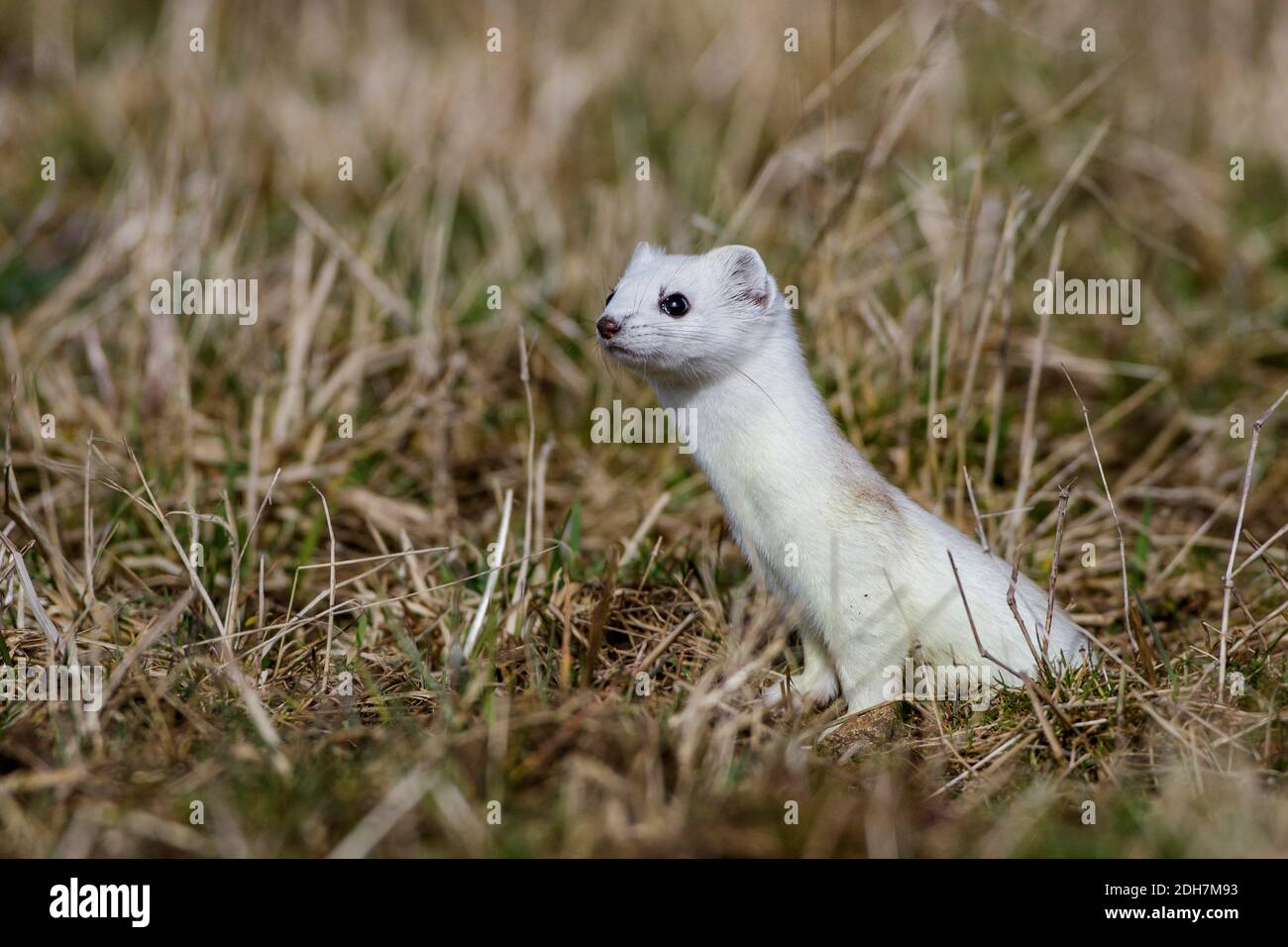 Hermelin hi-res stock photography and images - Alamy