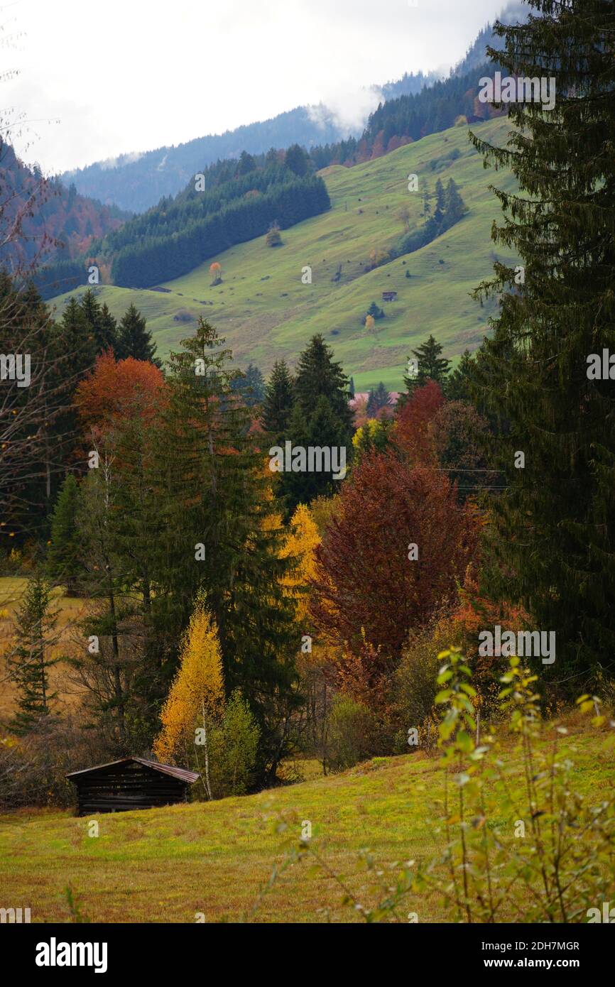 A vertical shot of autumn trees in the woods of the German Alps near ...