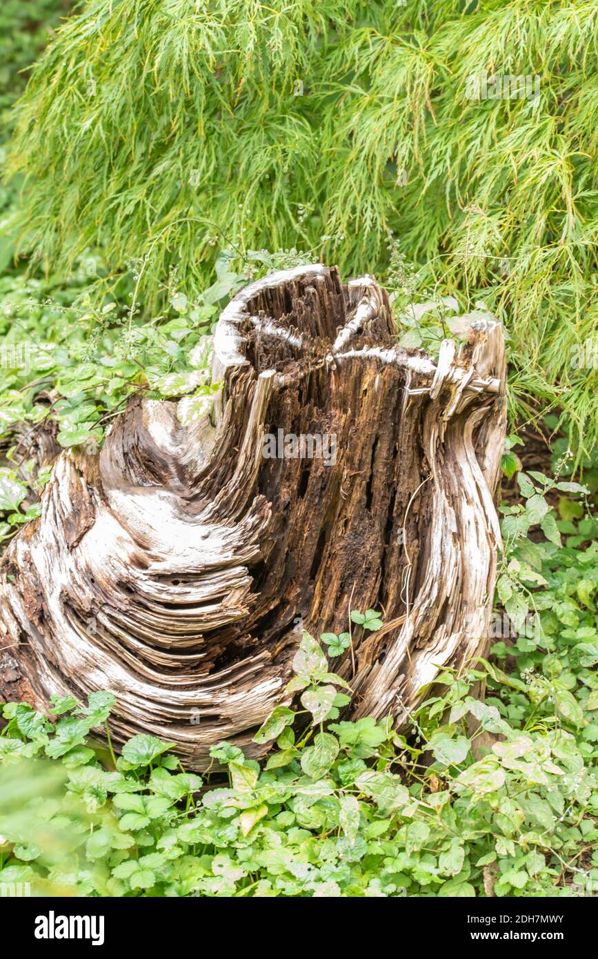 Tissue consistency hi-res stock photography and images - Alamy
