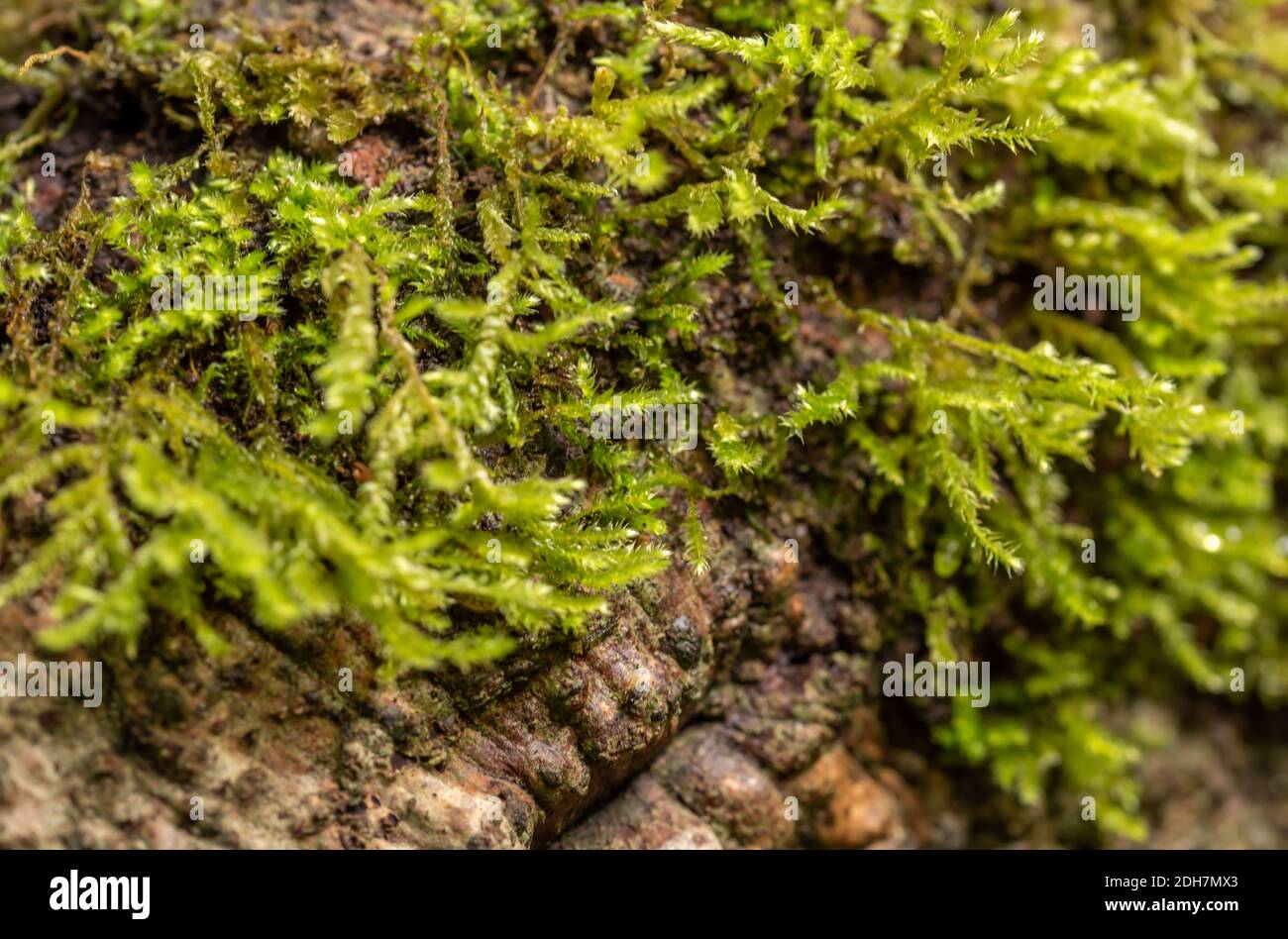 Moss plant hi-res stock photography and images - Alamy
