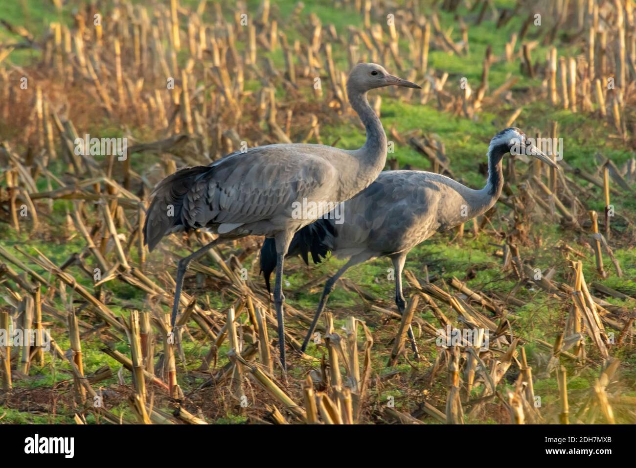 Sleeping crane hi-res stock photography and images - Alamy