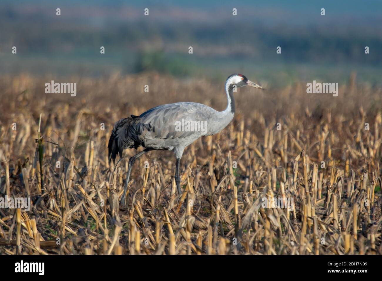 Sleeping crane hi-res stock photography and images - Alamy