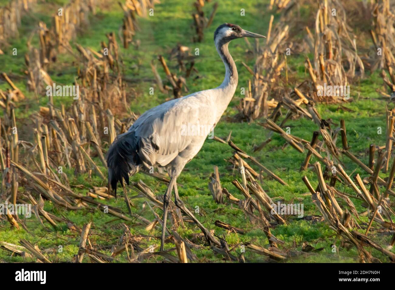 Feeding crane pair hi-res stock photography and images - Alamy