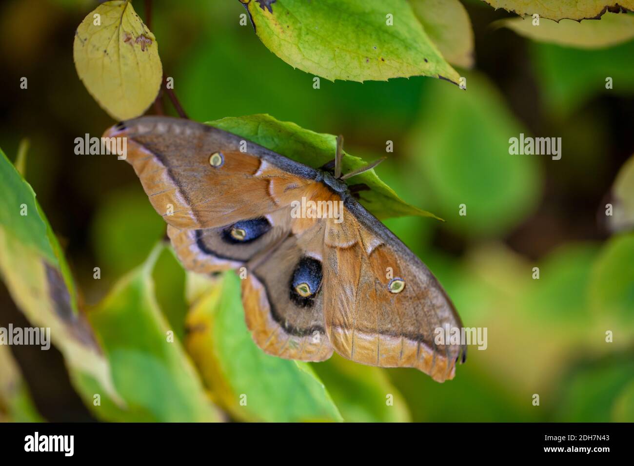 Silk moth hi-res stock photography and images - Alamy