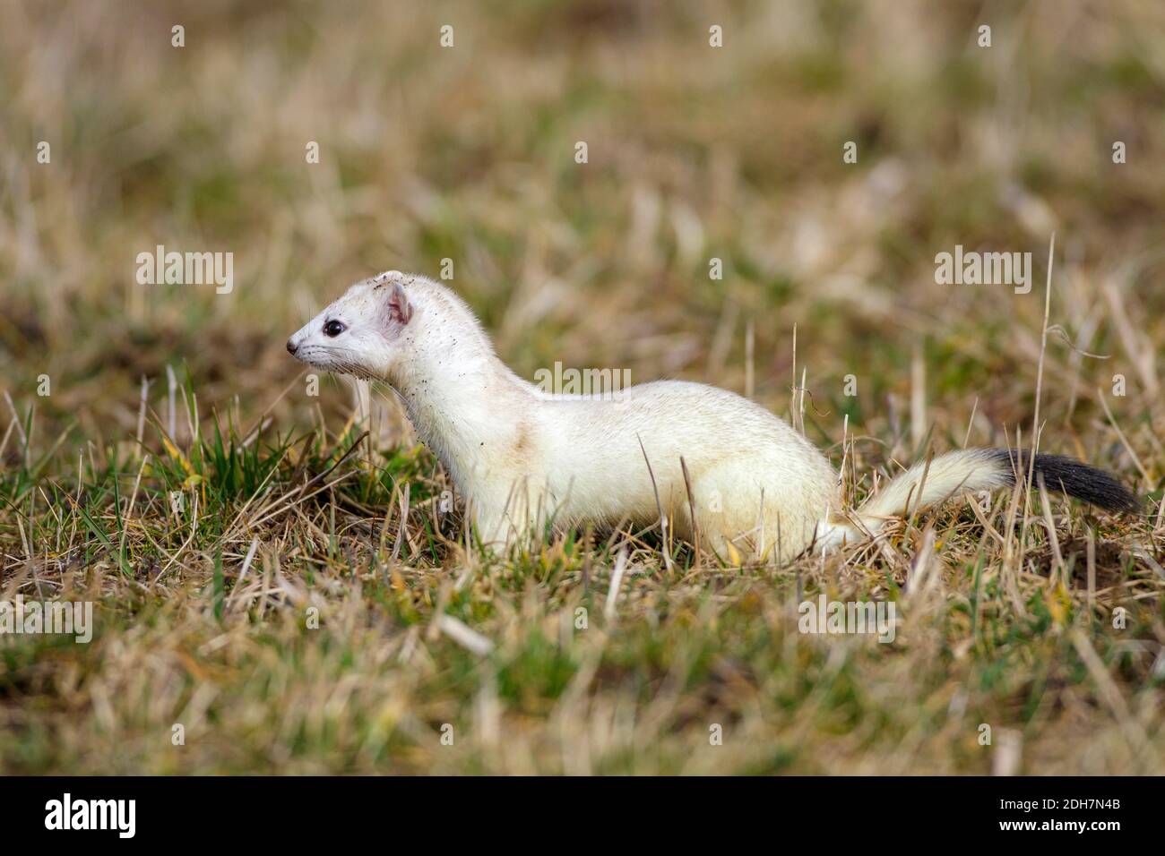 Hermelin hi-res stock photography and images - Alamy