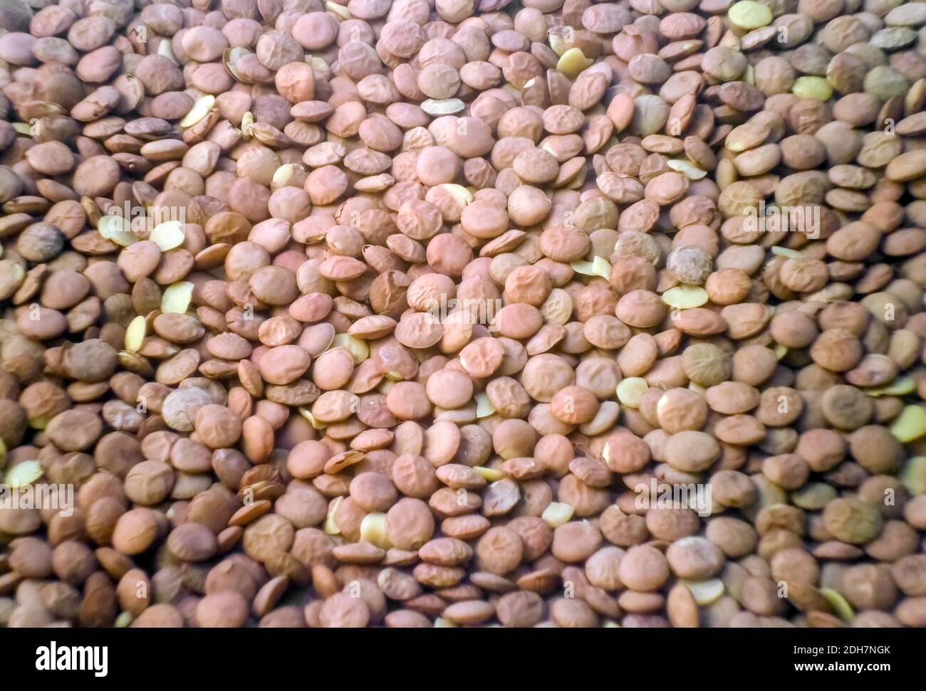 A background of lentils (Lens culinaris or Lens esculenta) , a legume ...