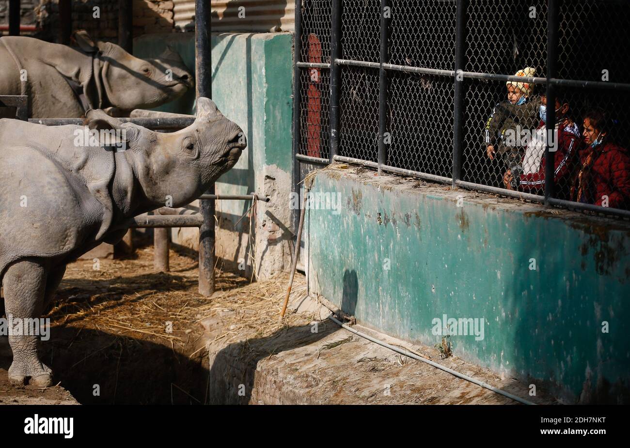 December 10, 2020: Visitors look on towards a Rhino inside its enclosed ...