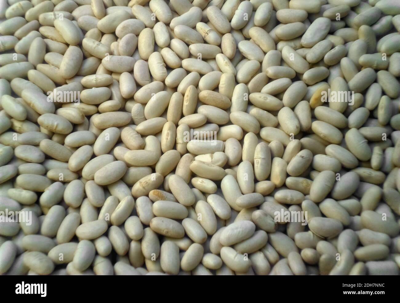 A background of white alubia beans. Source of protein and fiber ...