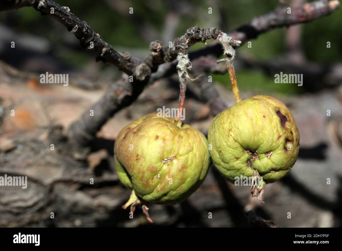 Rotten apple on a tree branch Stock Photo - Alamy
