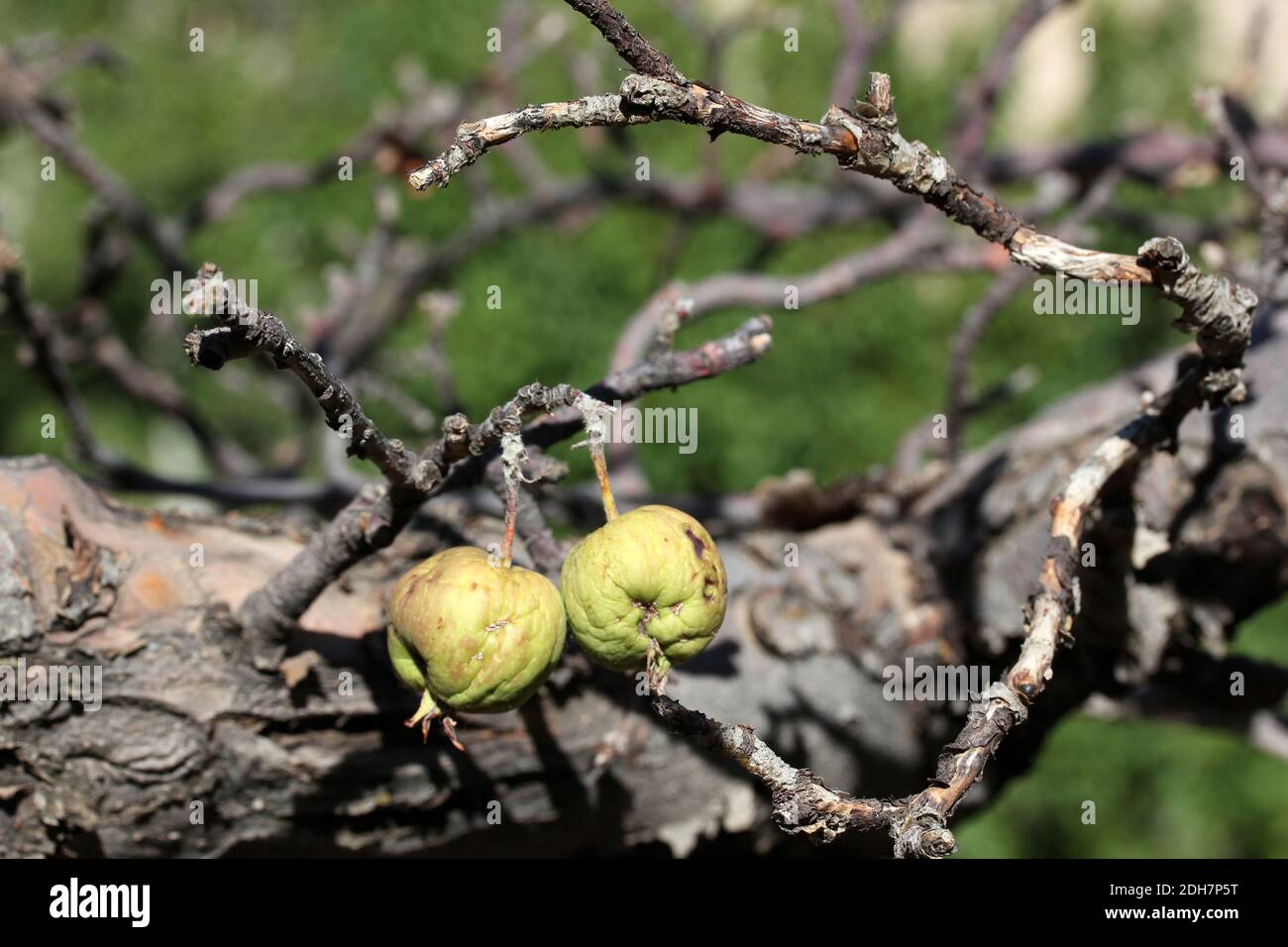 Parasitic on apple tree hi-res stock photography and images - Alamy