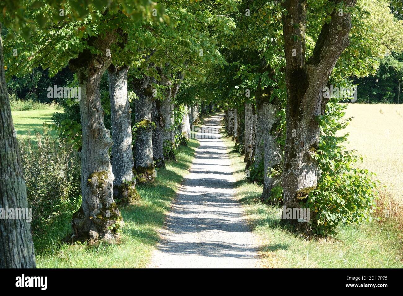 Small avenue at Lake Starnberg Stock Photo - Alamy
