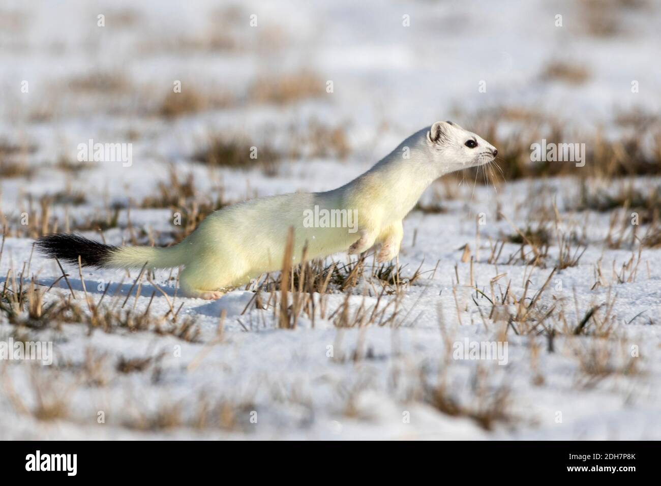 Hermelin schnee hi-res stock photography and images - Alamy