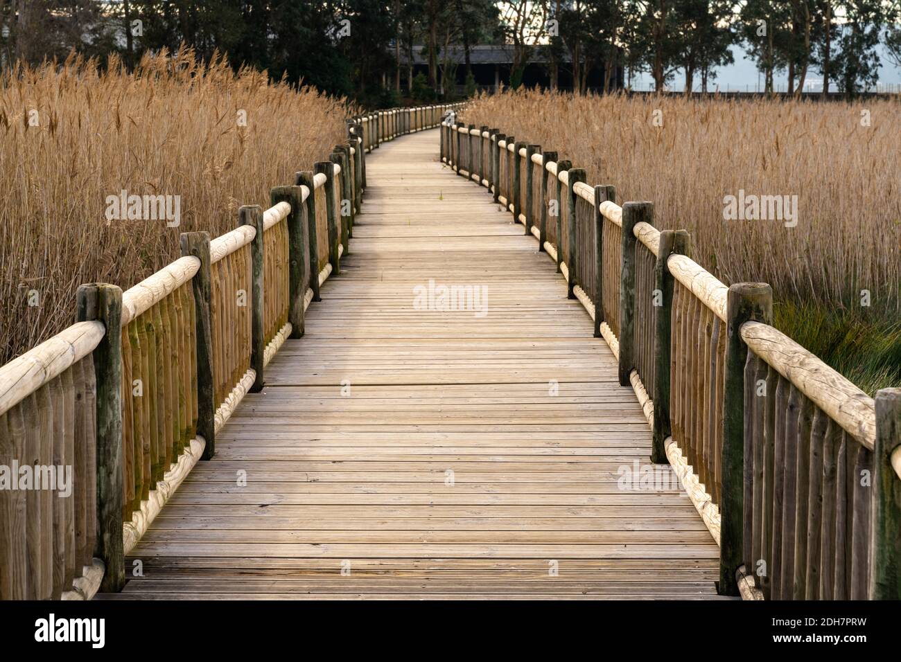 A long wooden boardwalk leading through tall golden reeds and marsh ...